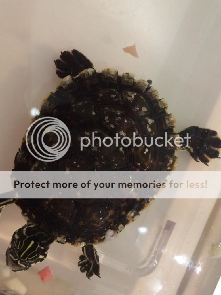 Yellow Belly Slider SHELL HELP | Reptile Forums