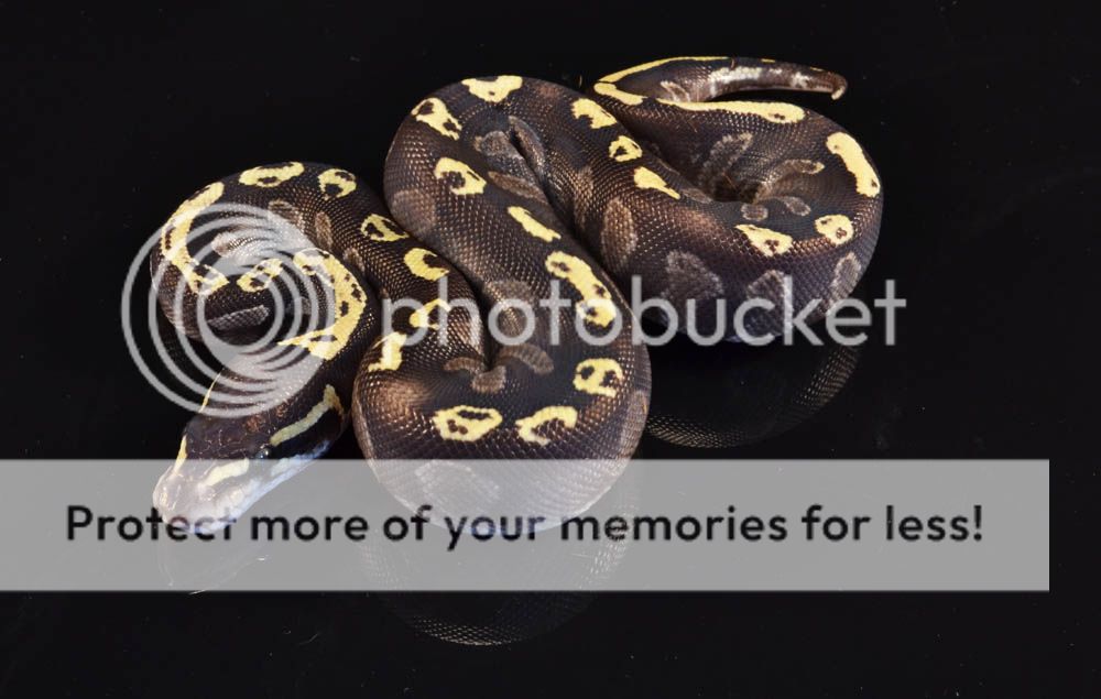 For Sale - Freedom Breeder Ball Python list (KILLER COMBOS ...