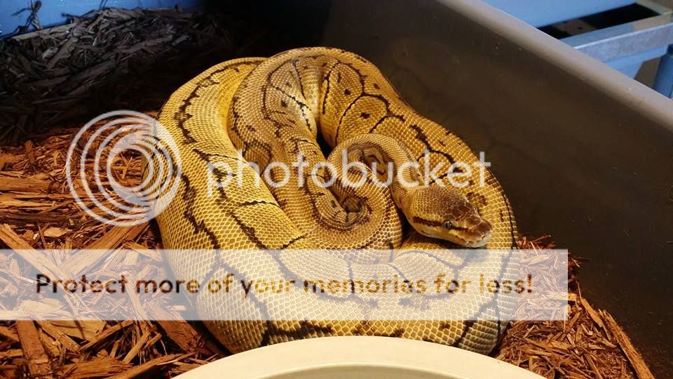 For Sale - Proven Lemonblast Female | FaunaClassifieds